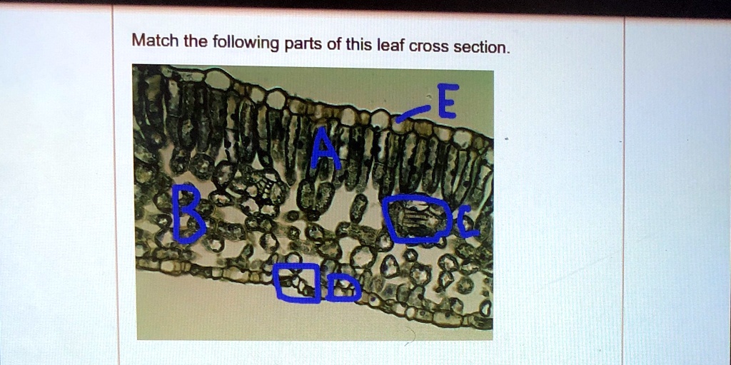 Match the following parts of this leaf cross section.