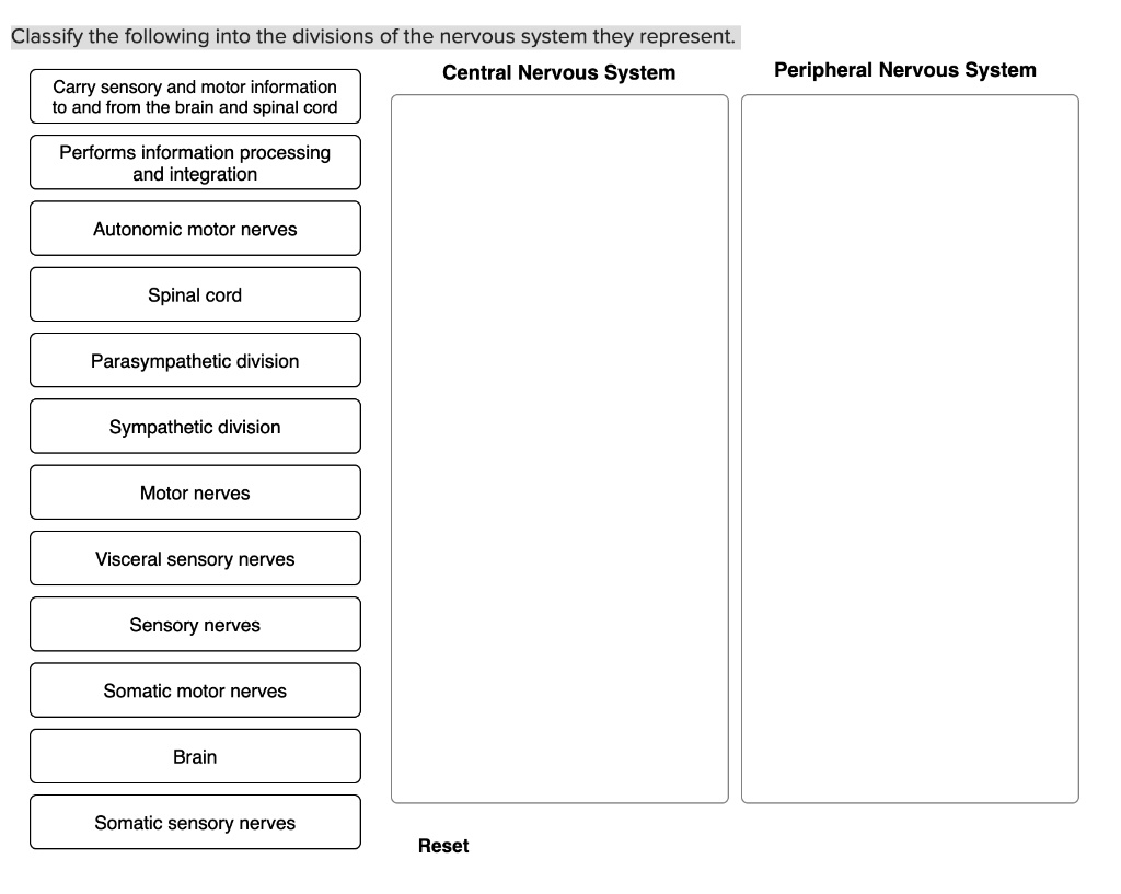 Classify the following into the divisions of the nervous system they ...