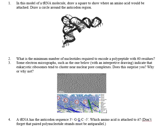 in this model of a trna molecule draw square to show where an amino ...