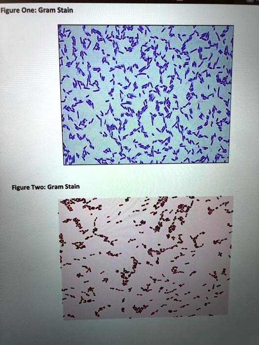 SOLVED: Figure One: Gram Stain Figure Two: Gram Stain