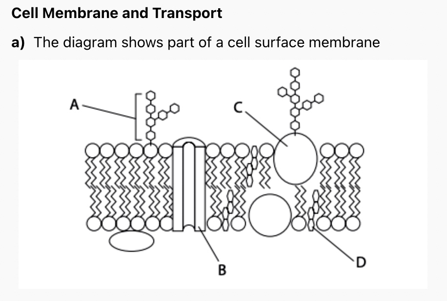 SOLVED: what is each name of A,B,C,D ? Cell Membrane and Transport a ...