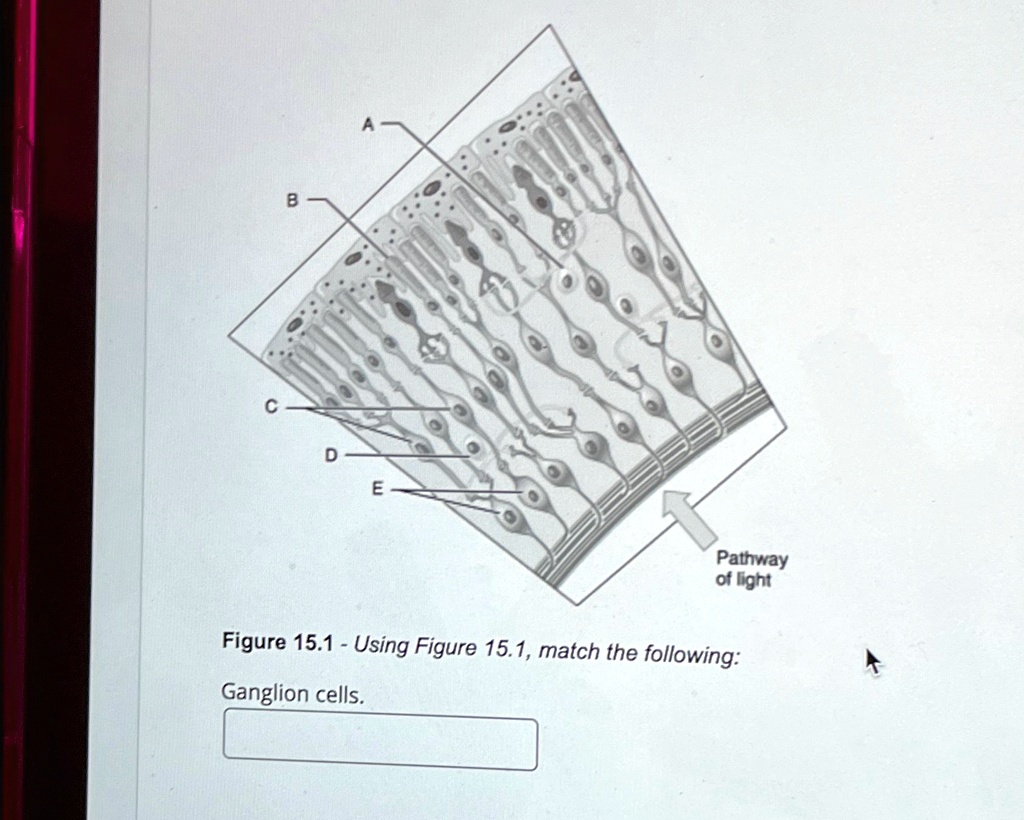 SOLVED: Figure 15.1 - Using Figure 15.1, match the following: Ganglion ... SOLVED: Figure 15.1 - Using Figure 15.1, match the following: Ganglion ...