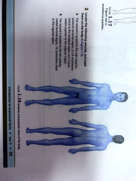 SOLVED: The anatomical position is not shown in Figure 1.17. The wound ...