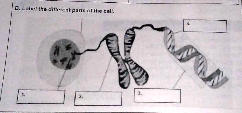 SOLVED: 'Label the different parts of the cell. B. Label the different ...