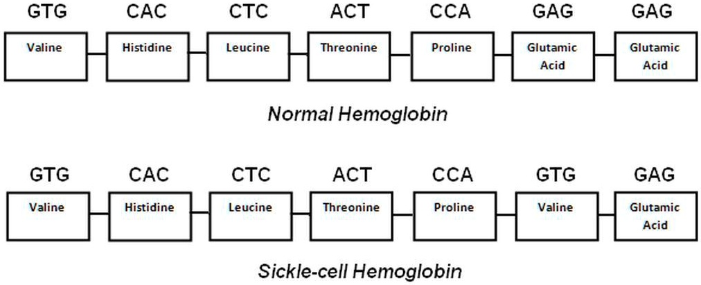 SOLVED: Sickle-cell anemia is a disease characterized by rigid and ...