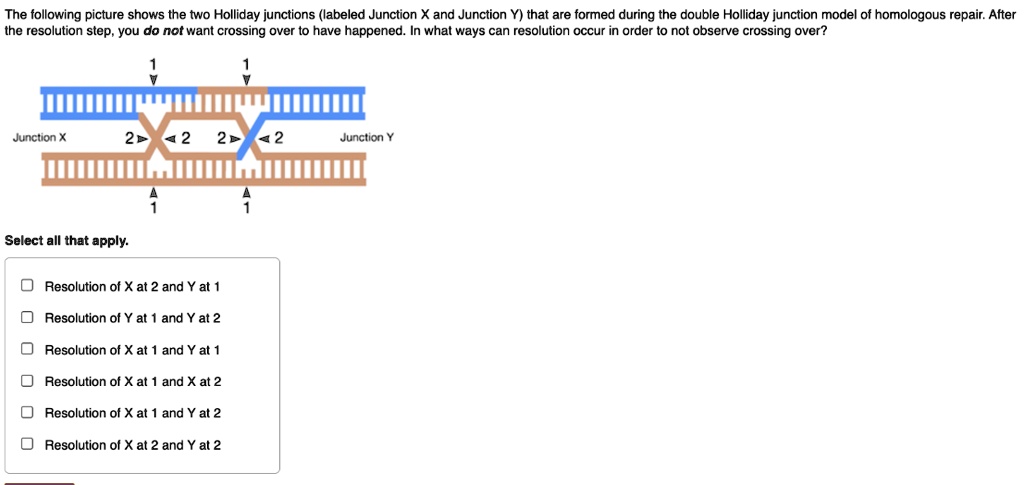 SOLVED: The following picture shows the two Holliday junctions (labeled Junction X and Junction ...