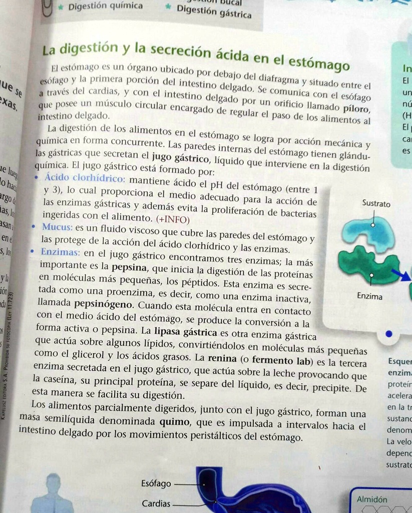 SOLVED: resumen porfis digestion estomacal ucal Digestión gástrica ...