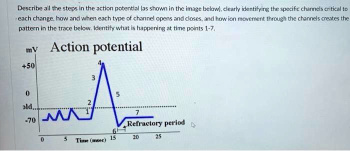 SOLVED: Describe all the steps in the action potential (as shown in the ...