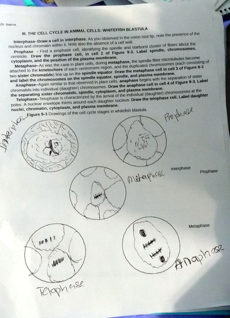SOLVED: Text: Join CYCLE IN ANIMAL CELLS: WHITEFISH BLASTULA I; THE ...