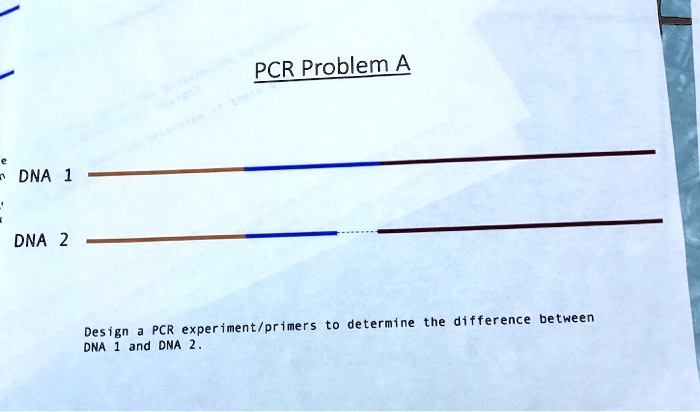 SOLVED: PCR Problem A Design PCR experiment/primers for DNA and ...