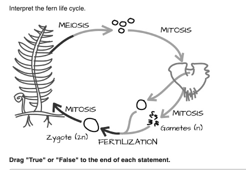 SOLVED: Interpret the fern life cycle: MEIOSIS MITOSIS MITOSIS MITOSIS ...