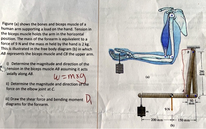 Figure (a) shows the bones and biceps muscle of a human arm supporting ...