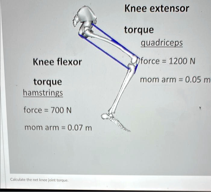 SOLVED: Calculate the net knee joint torque. Knee extensor torque ... SOLVED: Calculate the net knee joint torque. Knee extensor torque ...
