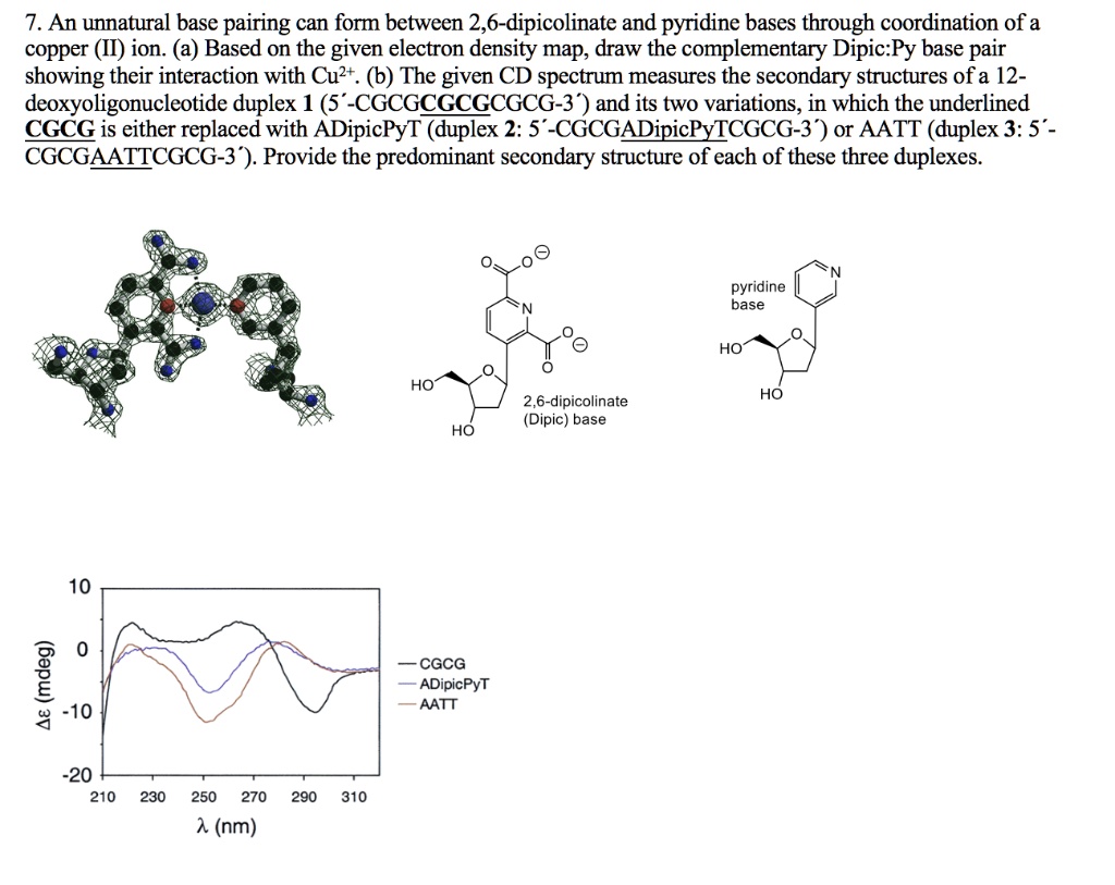 SOLVED: 7. An unnatural base pairing can form between 2,6-dipicolinate ...
