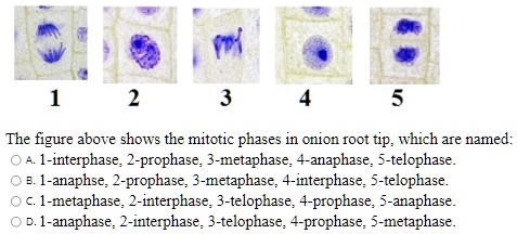 the figure above shows the mitotic phases in onion ioot tip which are ...