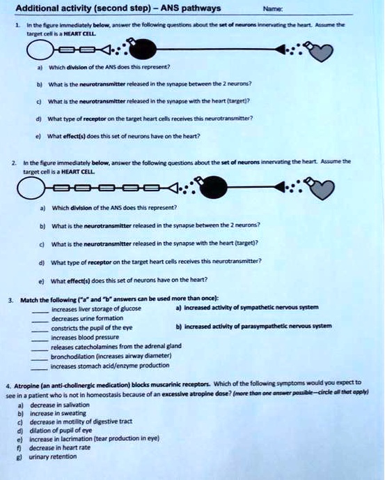 SOLVED: Additional Activity (Second Step) - ANS Pathways Name: In the figure immediately below ...