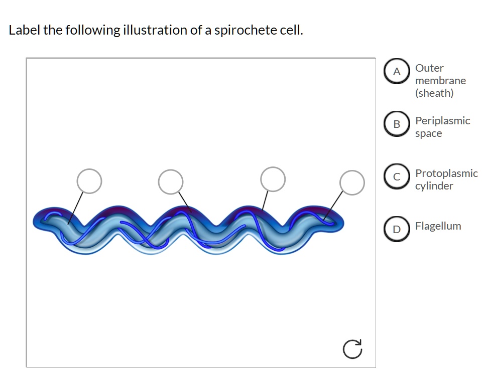 SOLVED: Label the following illustration of a spirochete cell: Outer ...