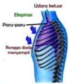 SOLVED: Berdasarkan gambar tersebut peristiwa yang terjadi adalah… otot ...