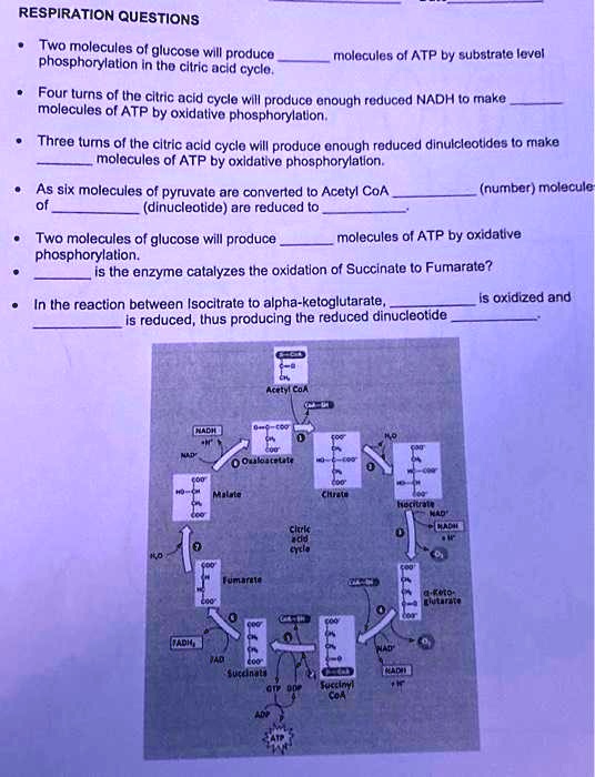 SOLVED: Texts: RESPIRATION QUESTIONS RESPIRATION QUESTIONS: Two ...
