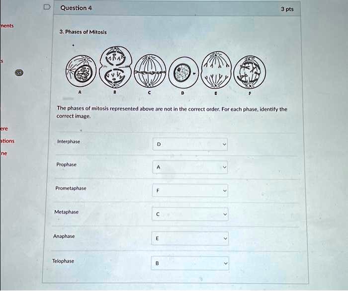 SOLVED: The phases of mitosis represented above are not in the correct order. For each phase ...