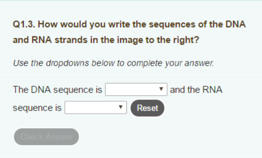 SOLVED: Q1.3. How would you write the sequences of the DNA and RNA ...
