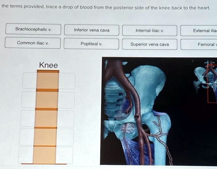 the terms provided, trace a drop of blood from the posterior side of ...