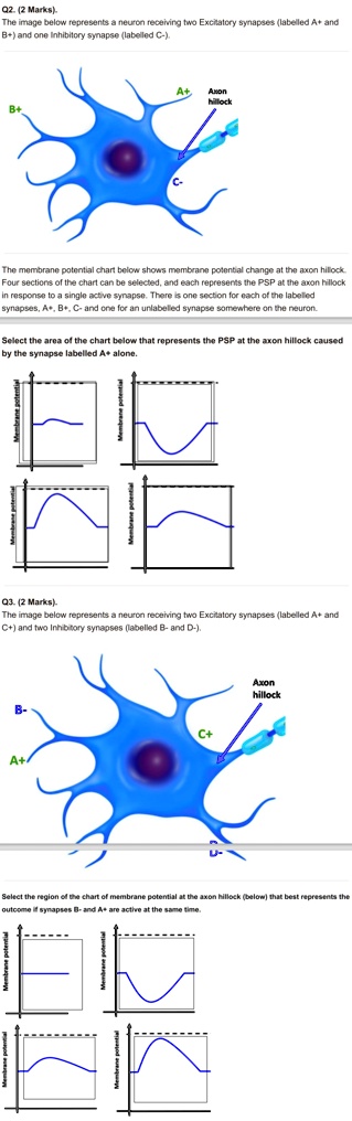 SOLVED: Q2. (2 Marks). The image below represents a neuron receiving two Excitatory synapses ...