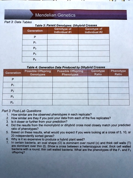 SOLVED: Mendelian Genetics Part Data Tables Tablo 3: Parent Genotypes ...