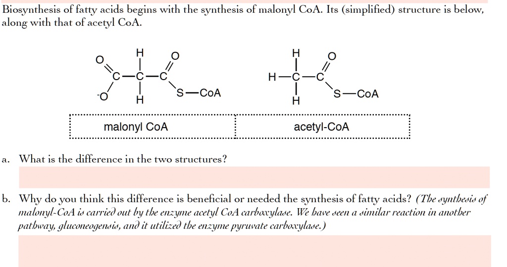 SOLVED: Biosynthesis of fatty acids begins with the synthesis of malonyl CoA. Its (simplified ...