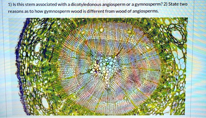 SOLVED: 1) Is this stem associated with dicotyledonous angiosperm or ...