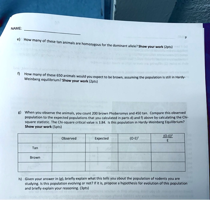 SOLVED: NAME: How many of these tan animal homozygous for the dominant allele? Show vour work ...