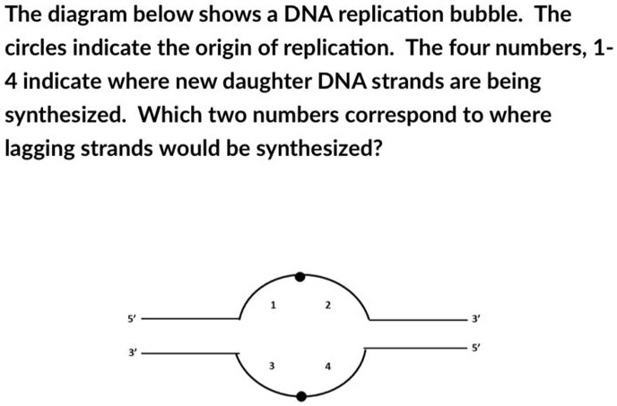 the diagram below shows a dna replication bubble the circles indicate ...