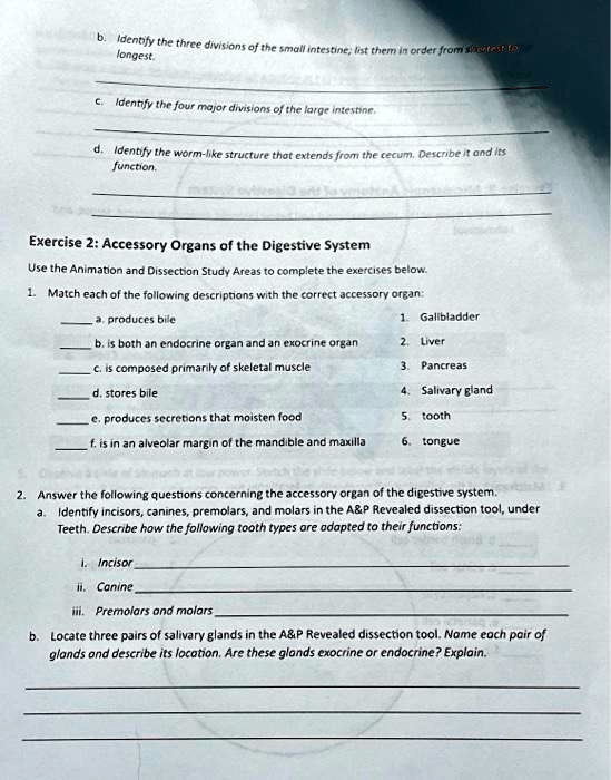 b. Identify the three divisions of the small intestine; list them in ...