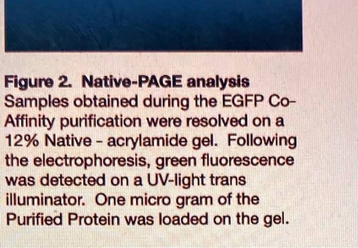 SOLVED:Figure 2 Native-PAGE analysis Samples obtained during the EGFP ...