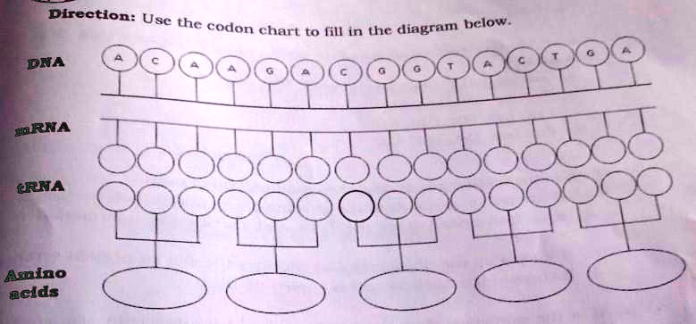 Direction: Use the codon chart to fill in the diagram below. DNA A C A ...