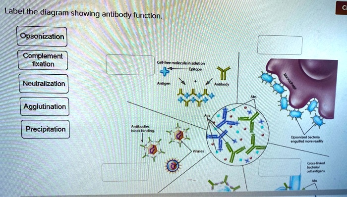 SOLVED: Label the diagram showing antibody function. Opsonization ...