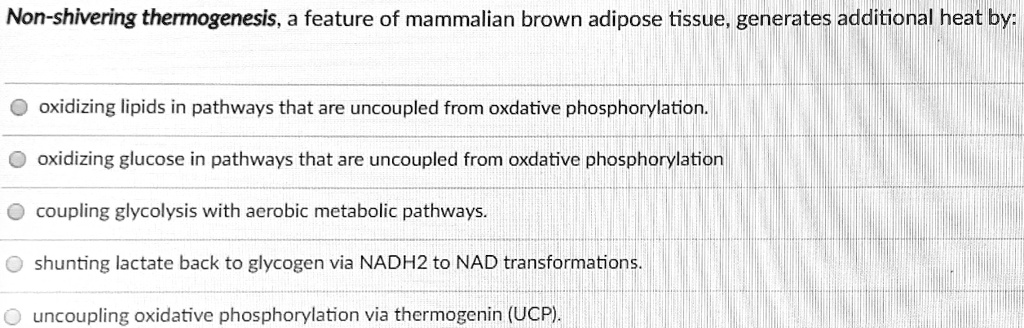 SOLVED: Non-shivering thermogenesis, a feature of mammalian brown ...