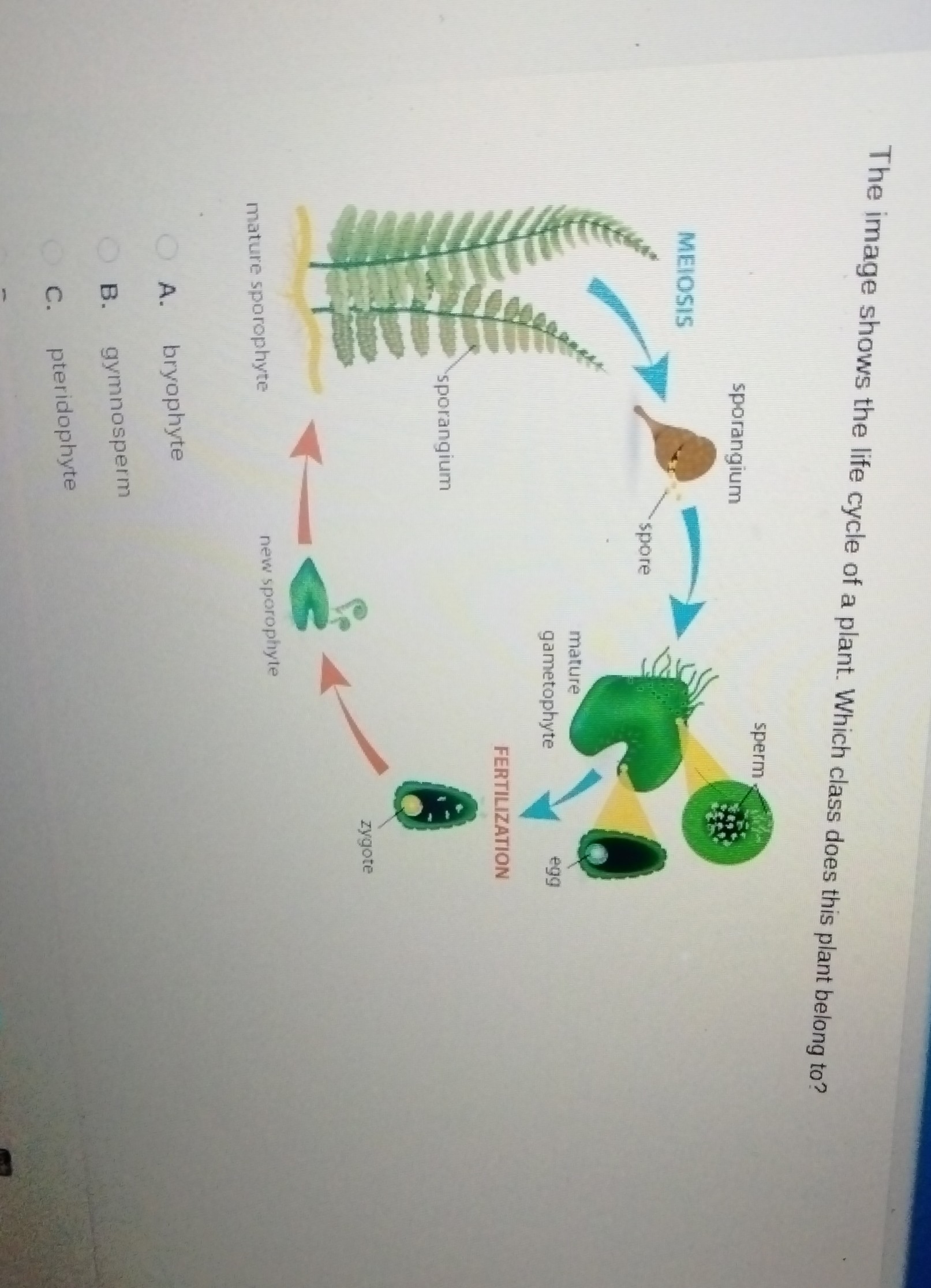 SOLVED: The image shows the life cycle of a plant. Which class does ...