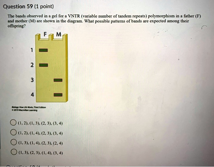 SOLVED: Question 59 (1 point) The bands observed in gel for VNTR (variable number of tandem ...