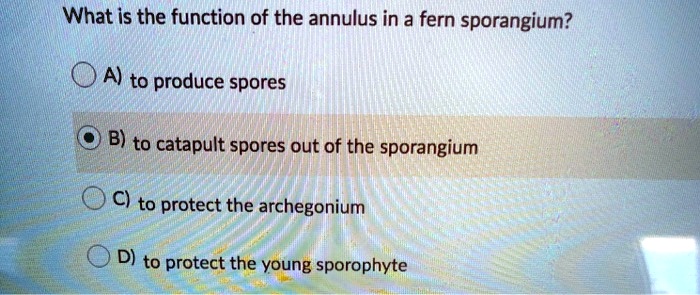 SOLVED:What is the function of the annulus in a fern sporangium? A) to ...