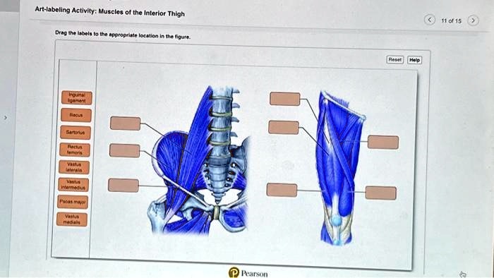 SOLVED: > Art-labeling Activity: Muscles of the Interior Thigh Drag the ...