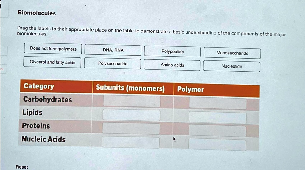 SOLVED: Biomolecules Drag the labels to their appropriate place on the ...