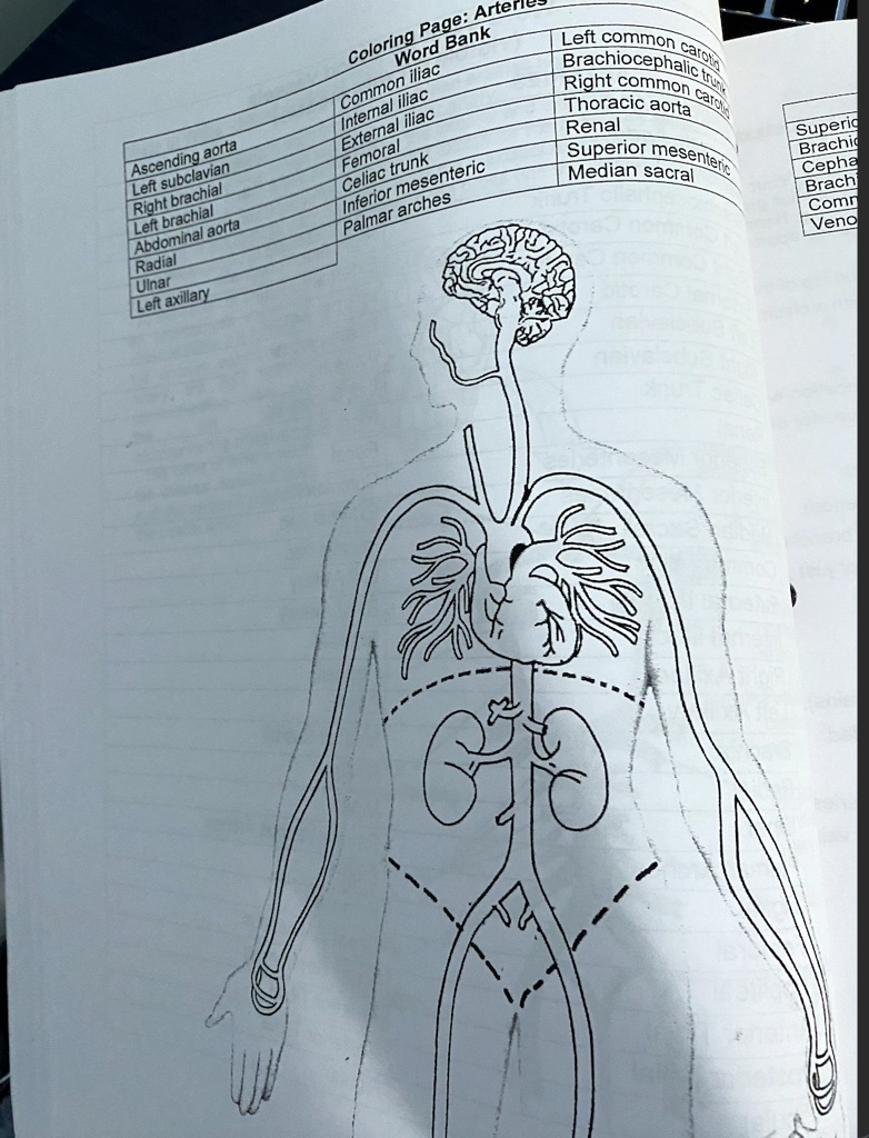 Ascending aorta Left subclavian Right brachial Left...