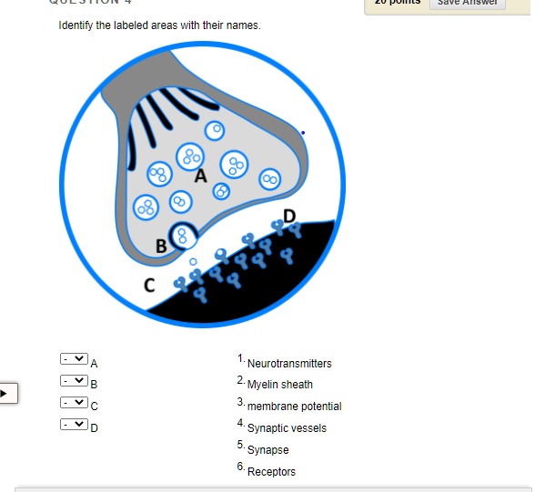 SOLVED: Identify the labeled areas with their names 03 3 44 ...