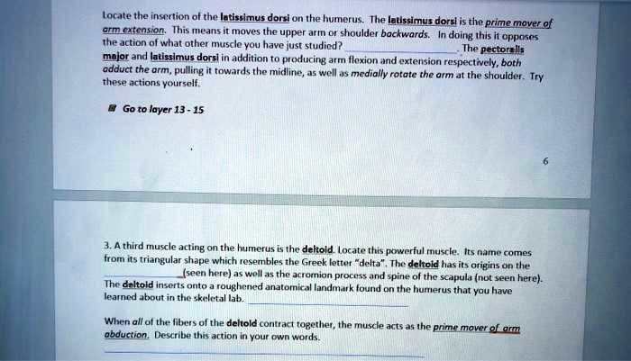 locate the insertion of the latissimus dorsi on the humerusthe ...