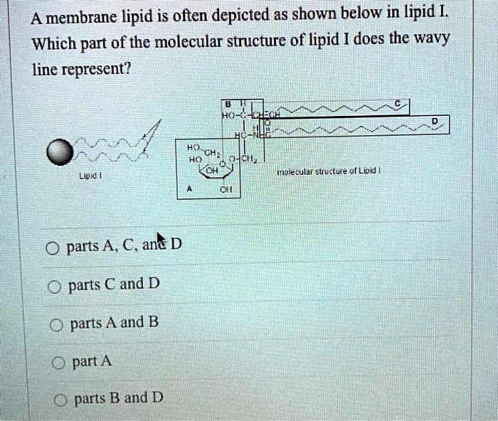 A membrane lipid is often depicted as shown below in lipid I. Which ...