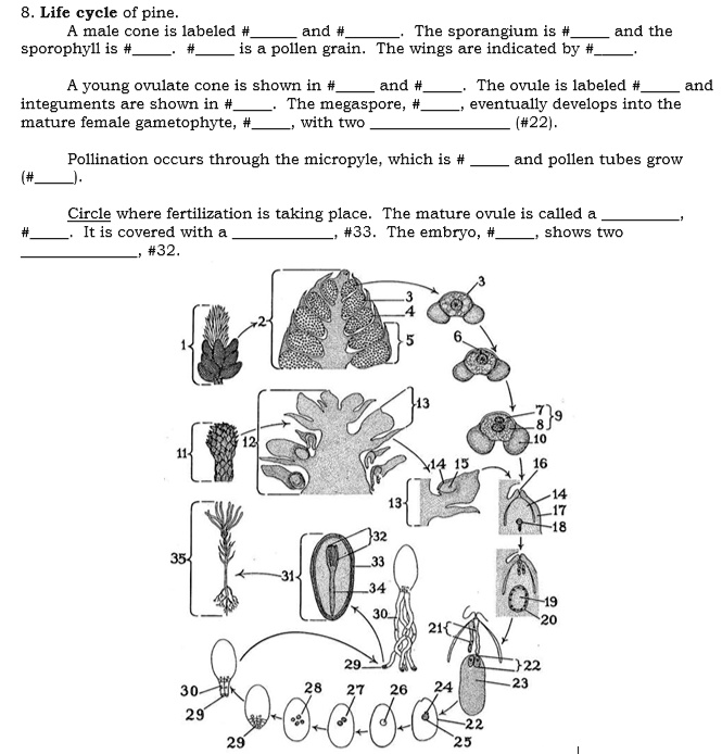 SOLVED: Text: Life cycle of pine male cone is labeled and. The ...