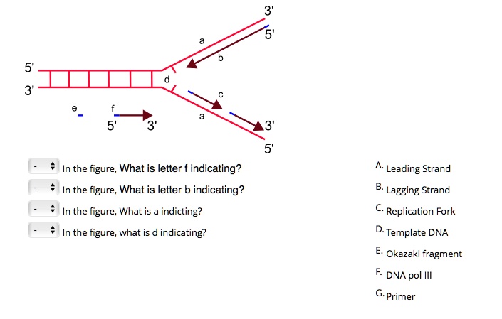 SOLVED: In the figure, What is letter indicating? In the figure, What ...