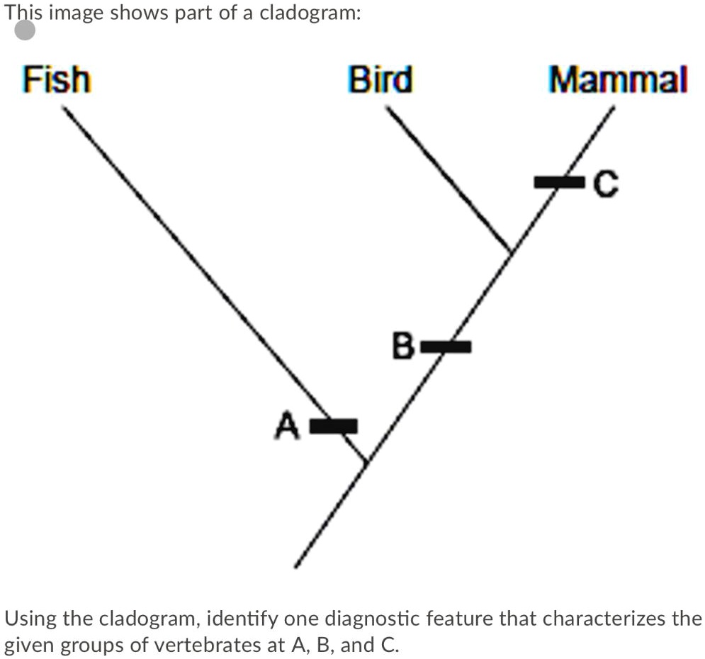 [GET ANSWER] this image shows part of a cladogram fish bird mammal ...