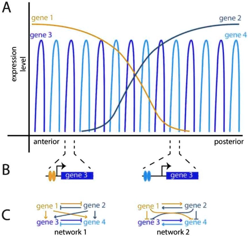 A gene 1 gene 2 gene 3 gene 4 expression level anterior posterior B ...